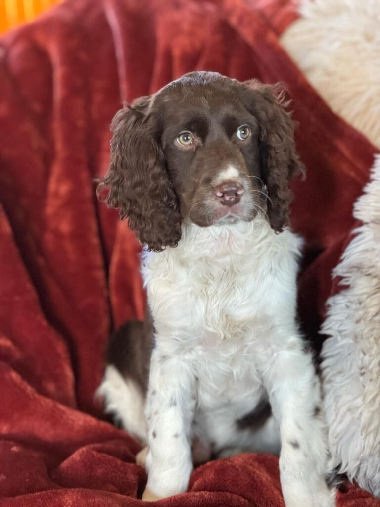 Available Springerdoodle Puppies | Just Doodling