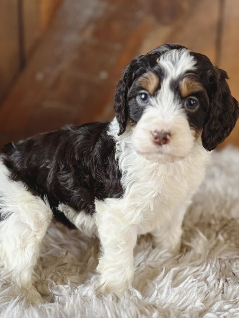 Available Springerdoodle Puppies | Just Doodling