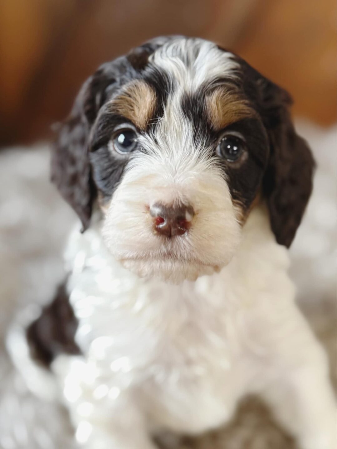 Available Springerdoodle Puppies | Just Doodling