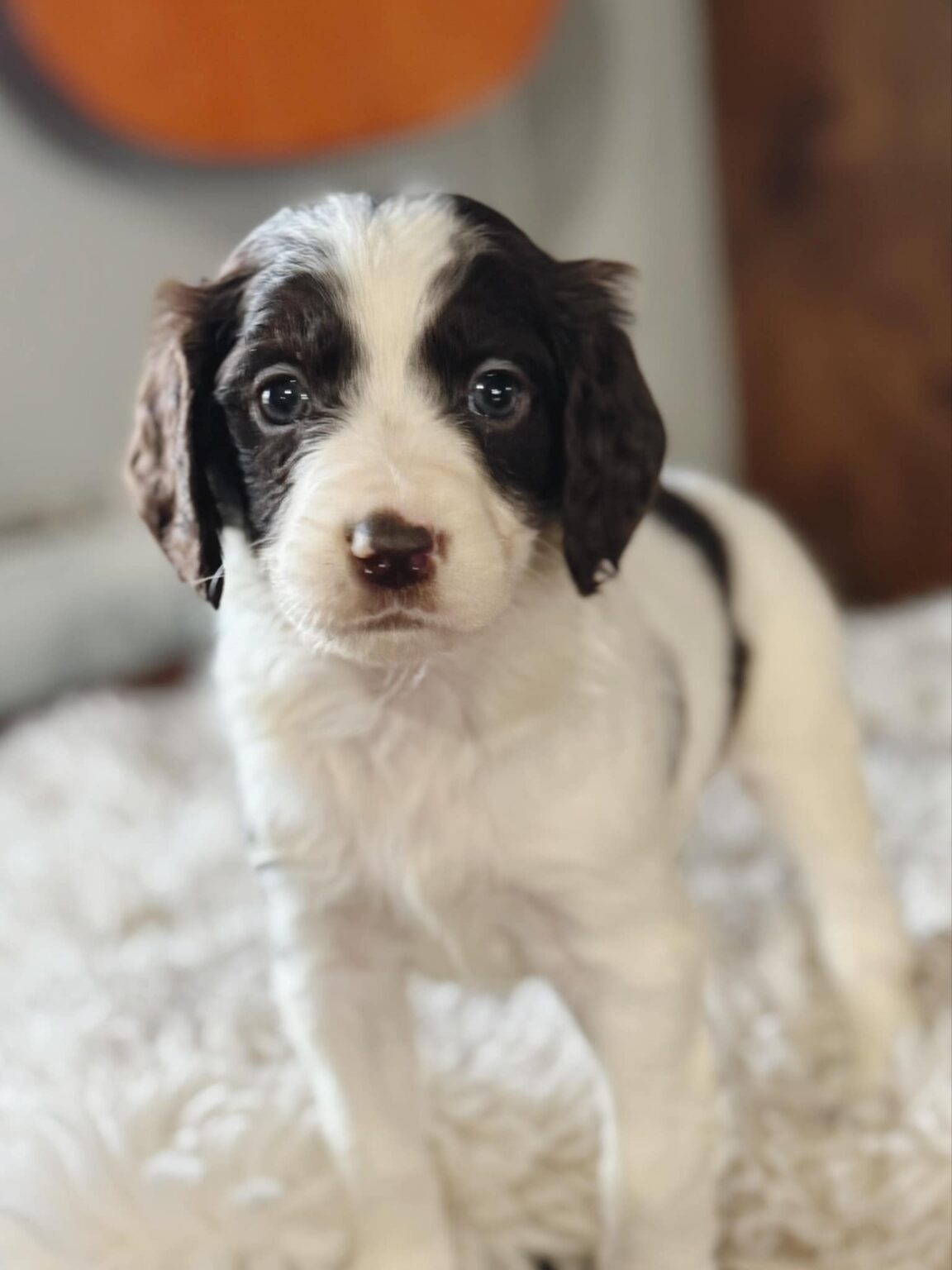 Available Springerdoodle Puppies | Just Doodling