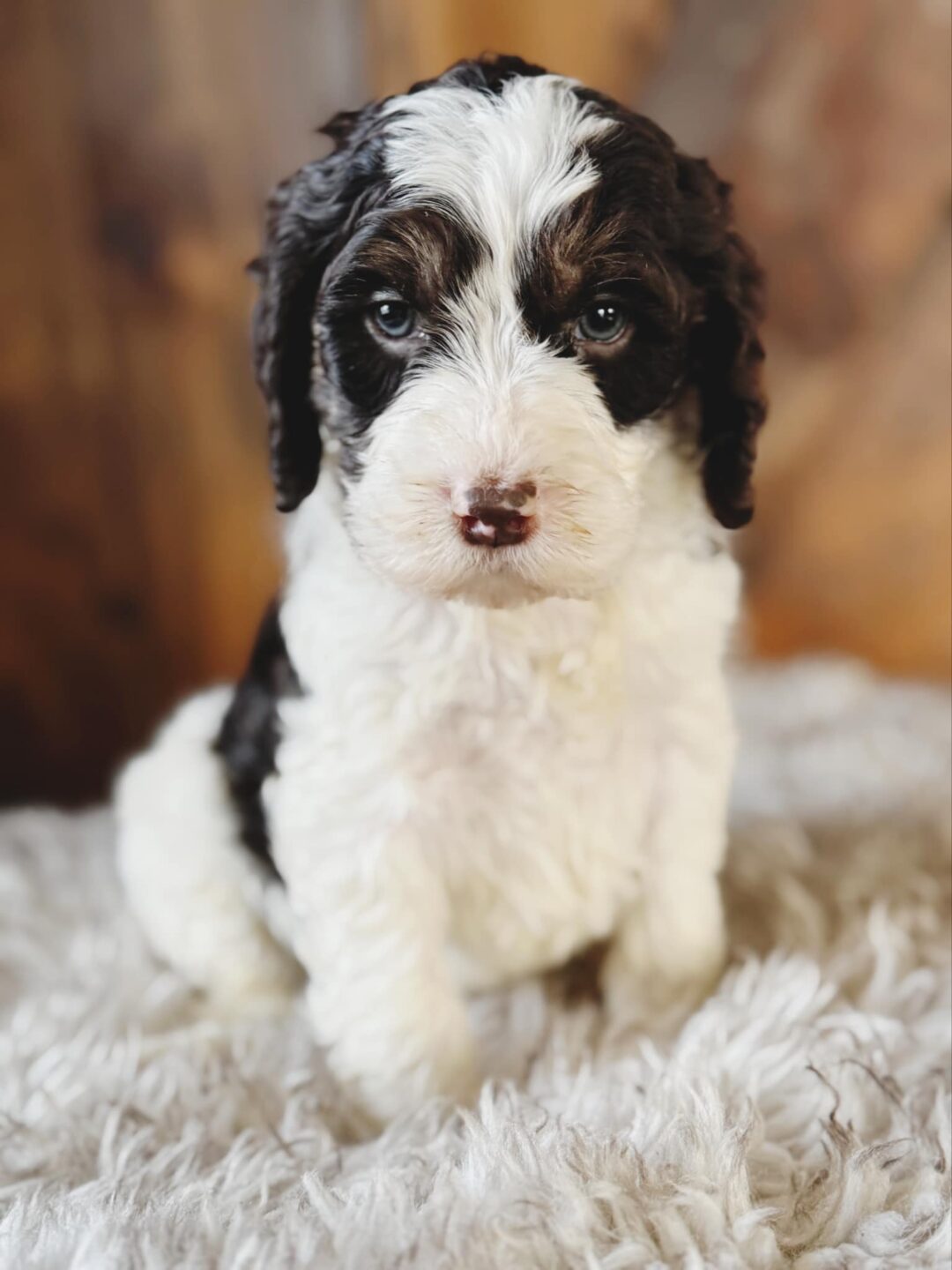 Available Springerdoodle Puppies | Just Doodling