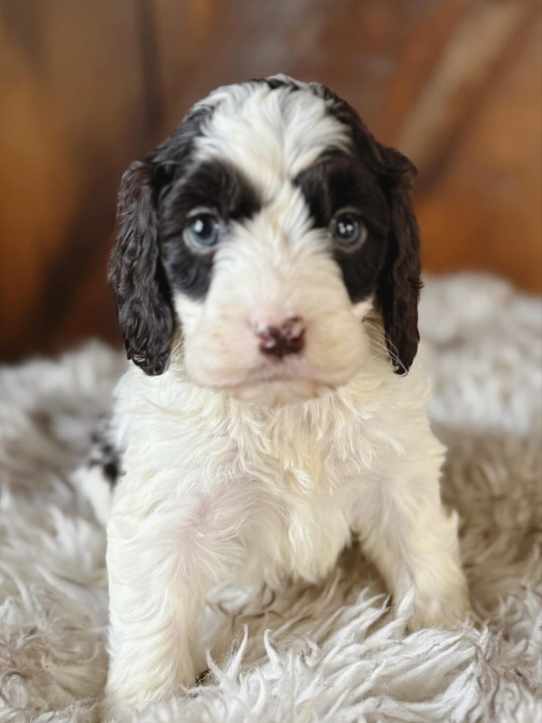 Available Springerdoodle Puppies | Just Doodling