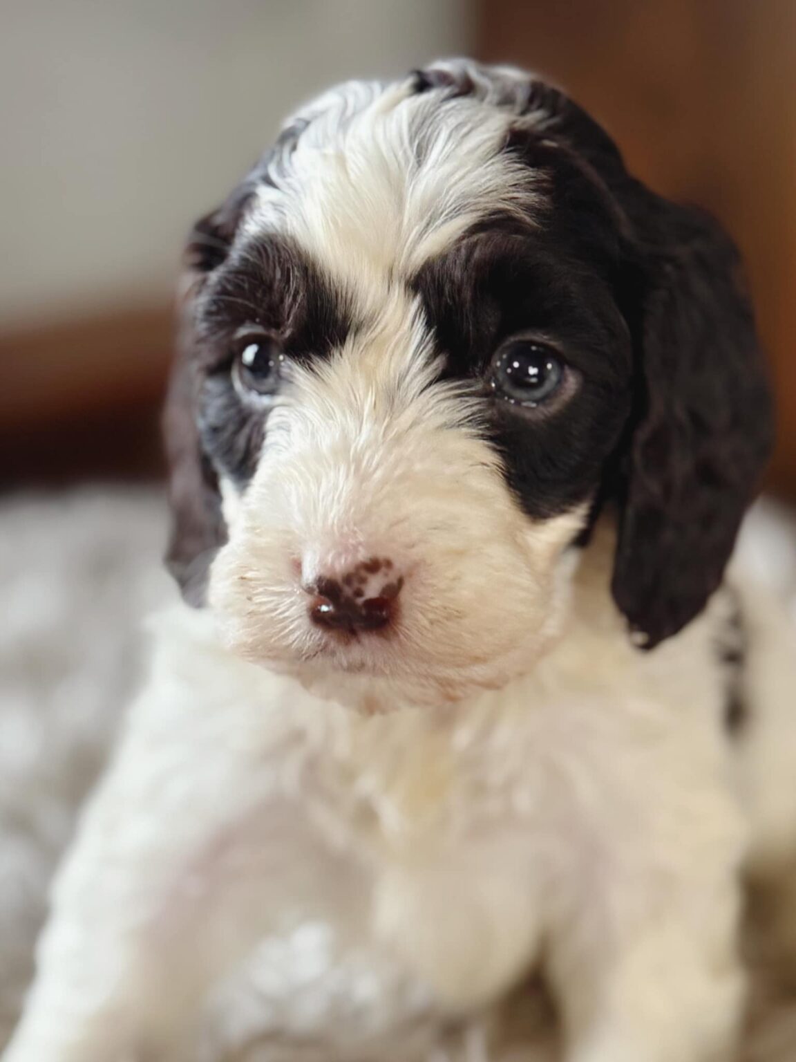 Available Springerdoodle Puppies | Just Doodling